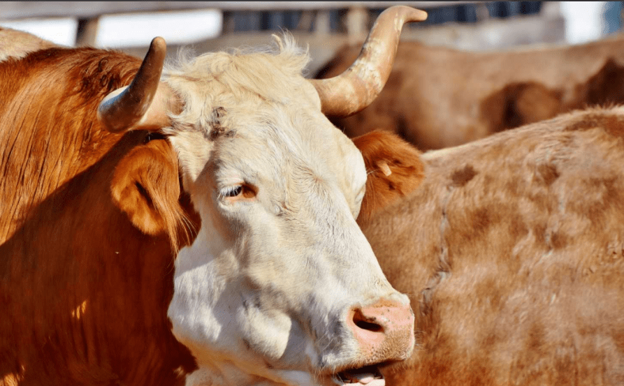 La recuperación del buey en La Rioja - Blog del Mercado Del Corregidor